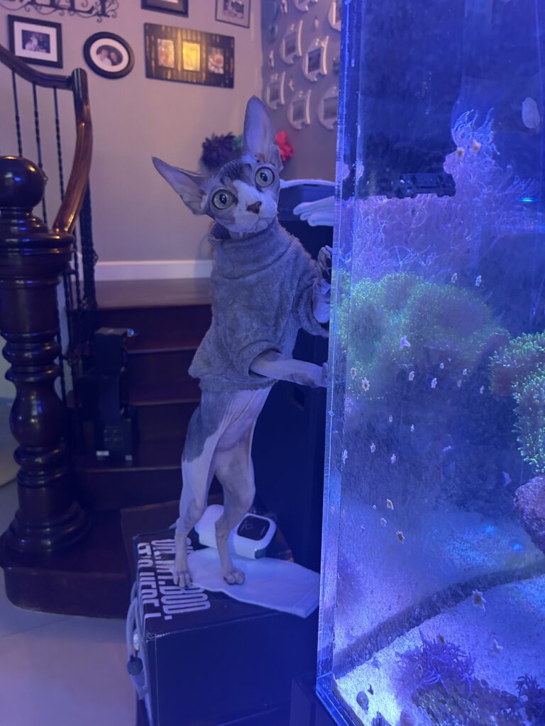 Our Cats - Nearly Nekkid Cats